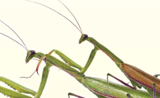Mating Tips from the Animal Kingdom – Jacked on the Beanstalk